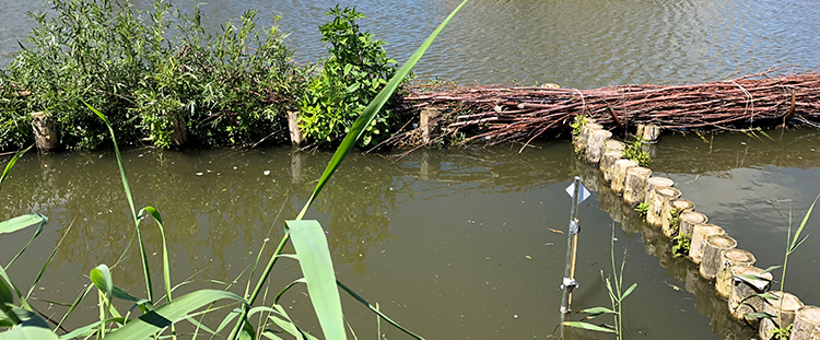 Onderzoek naar oeverbescherming en onderwaterplanten - Delfland